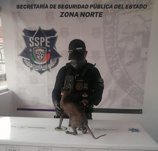 Ciudad Juárez, Chihuahua: The Los Mexicles Gang Had A Cartel Cat Inside ...