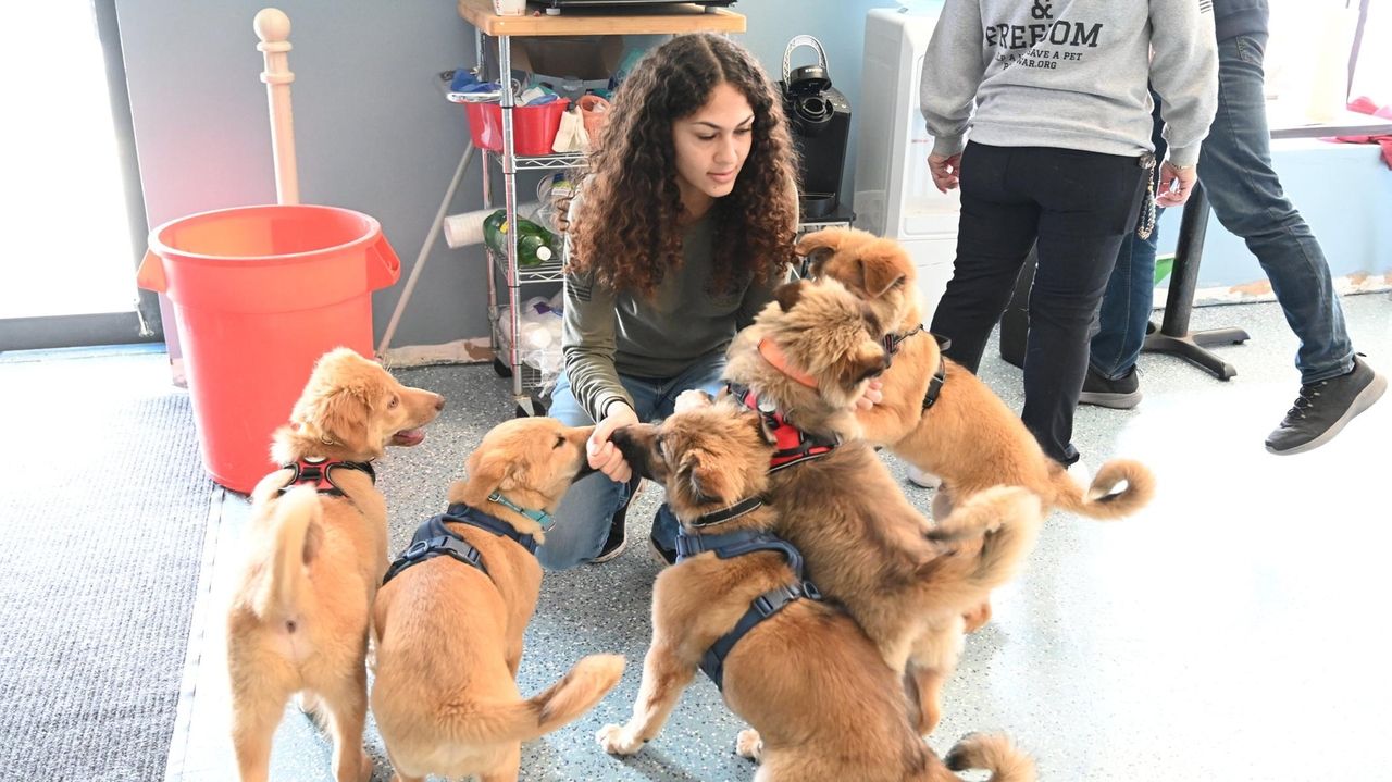 Paws of War rescues seven dogs from ‘hostile area’ in Middle East that ...