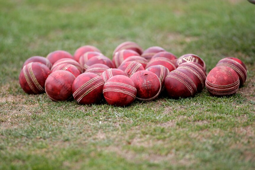‘The whole mystery was revealed’: The science of what makes a cricket ...