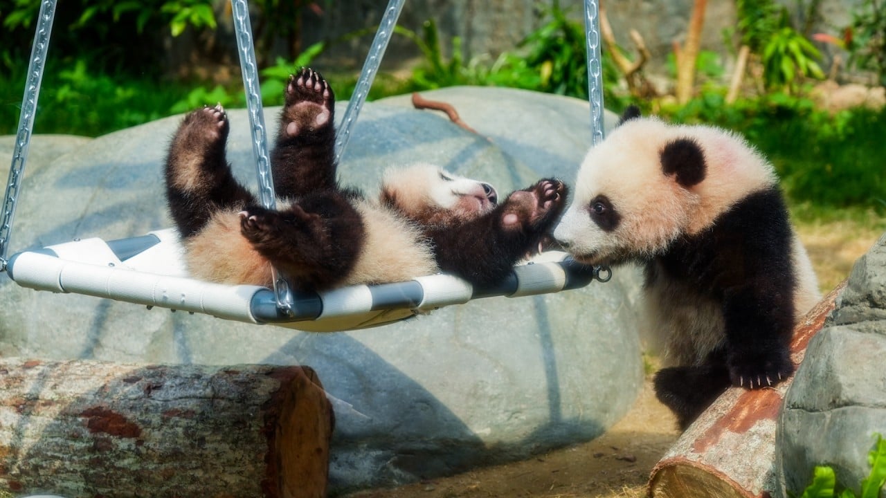 Jia Jia and De De chosen as names for Hong Kong’s twin panda cubs – The ...