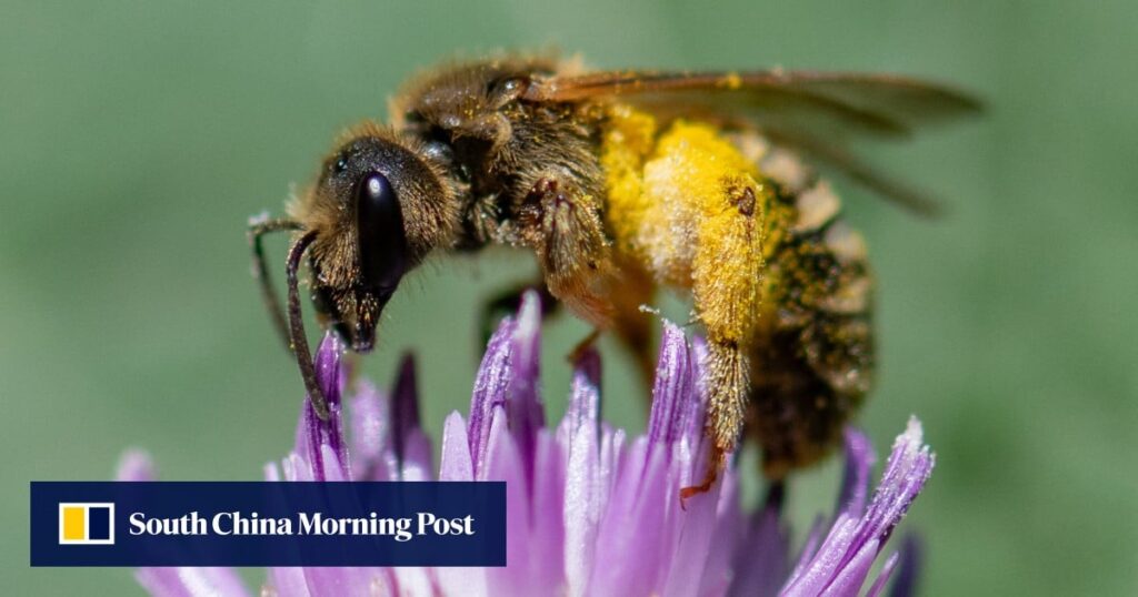 Key bee and butterfly species in Europe face extinction risk: study ...